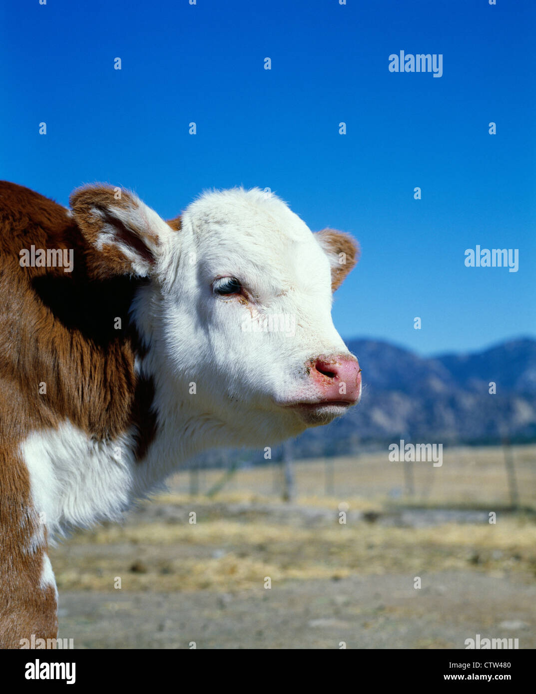 Bull cross hi-res stock photography and images - Alamy