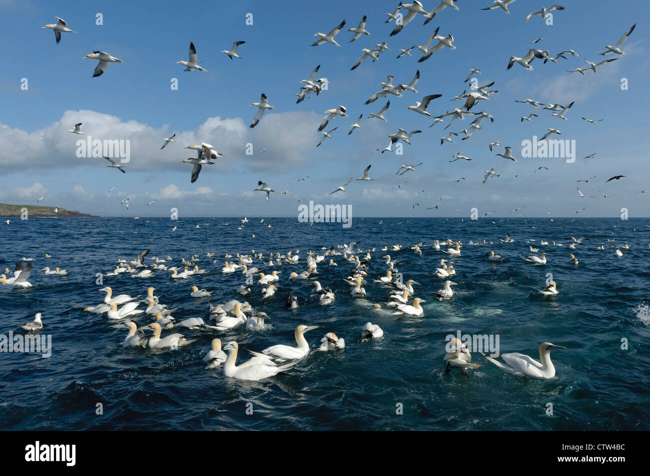 Noss national nature reserve hi-res stock photography and images - Alamy