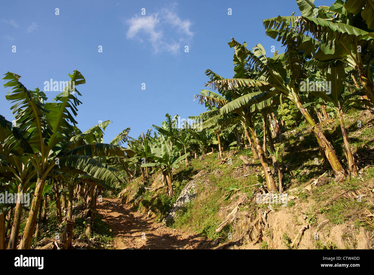 Banana plantation brazil hi-res stock photography and images - Alamy