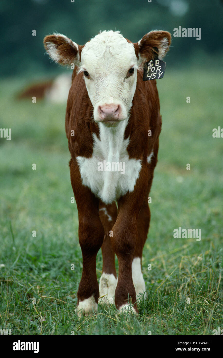 Polled hereford cattle hi-res stock photography and images - Alamy