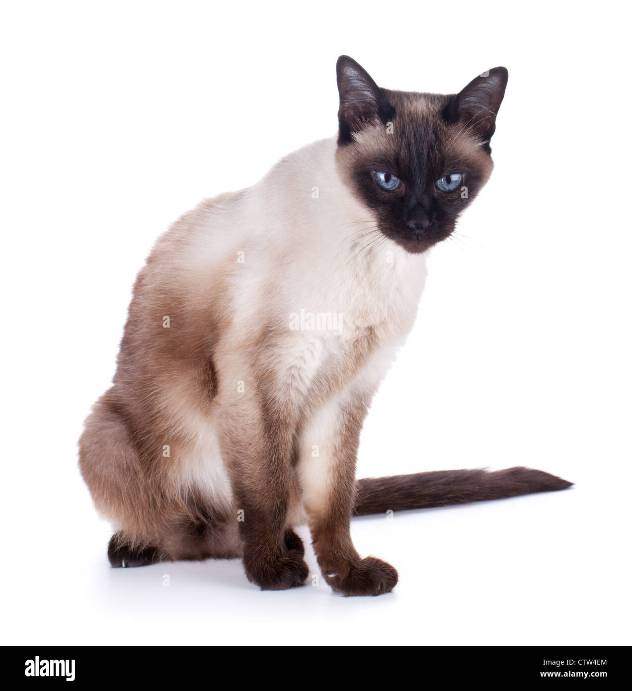 Siamese cat. Isolated on white background Stock Photo - Alamy