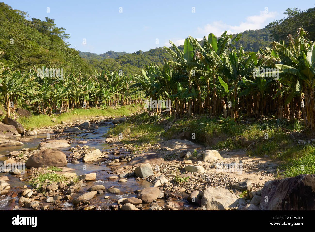 Banana plantation brazil hi-res stock photography and images - Alamy