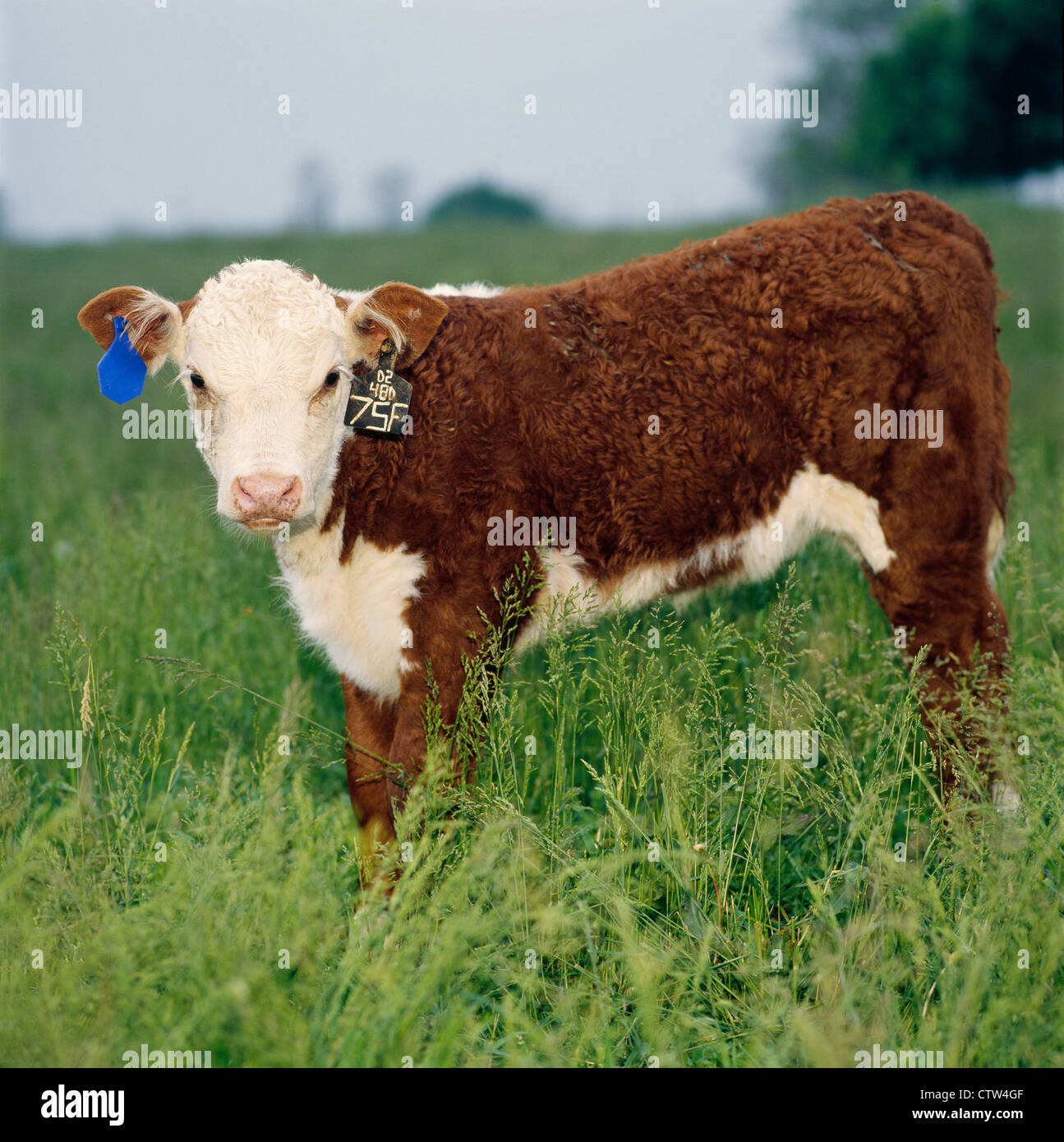 Polled hereford cattle hi-res stock photography and images - Alamy