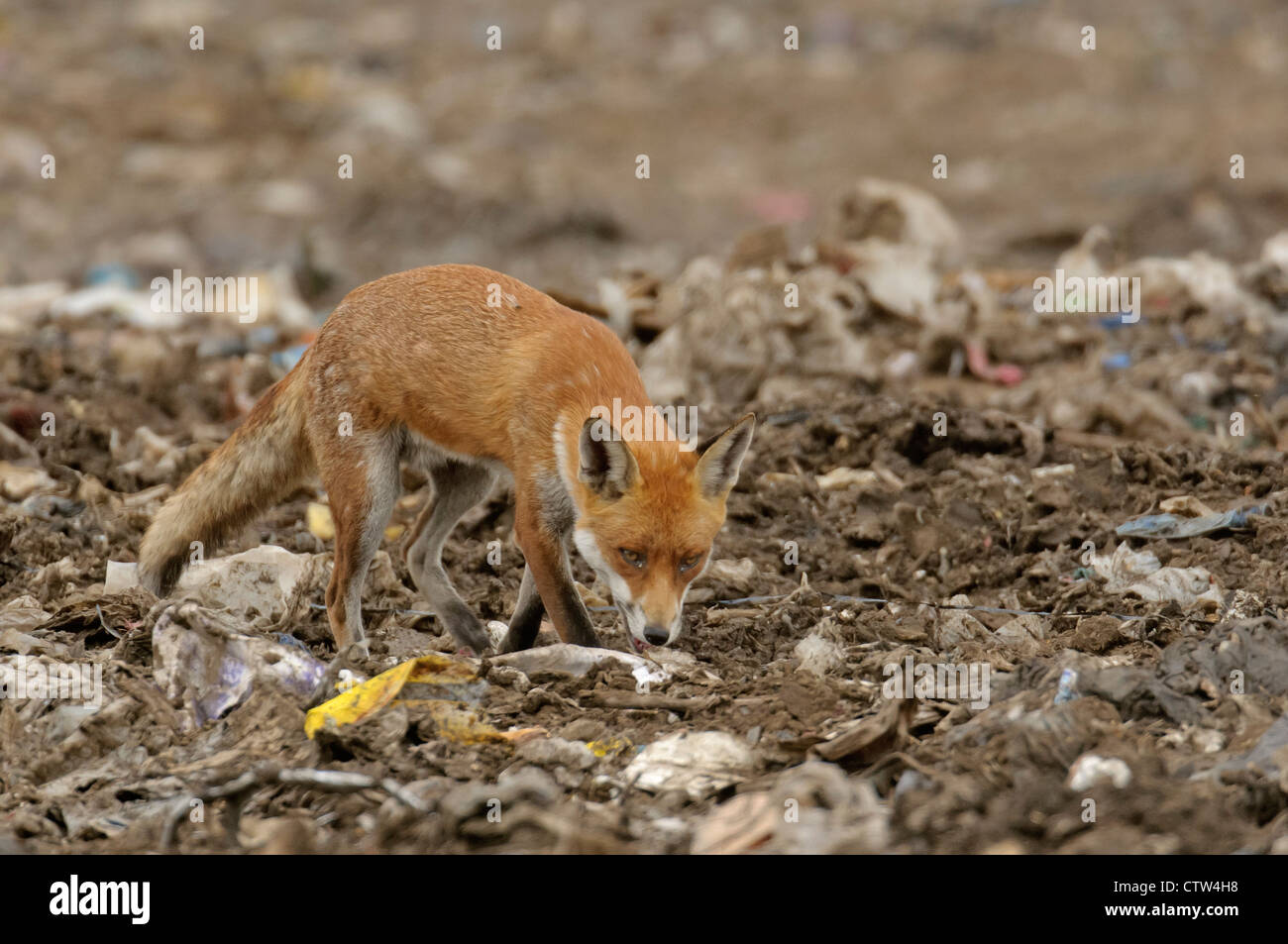 Red fox (Vulpes vulpes) scavenging at landfill site in Essex. August ...
