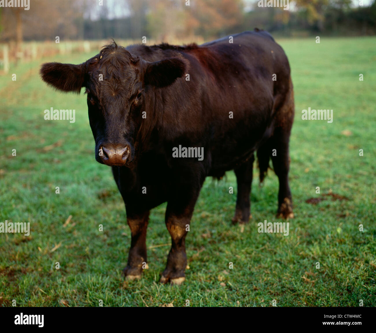 BLACK ANGUS STEER / PENNSYLVANIA Stock Photo - Alamy
