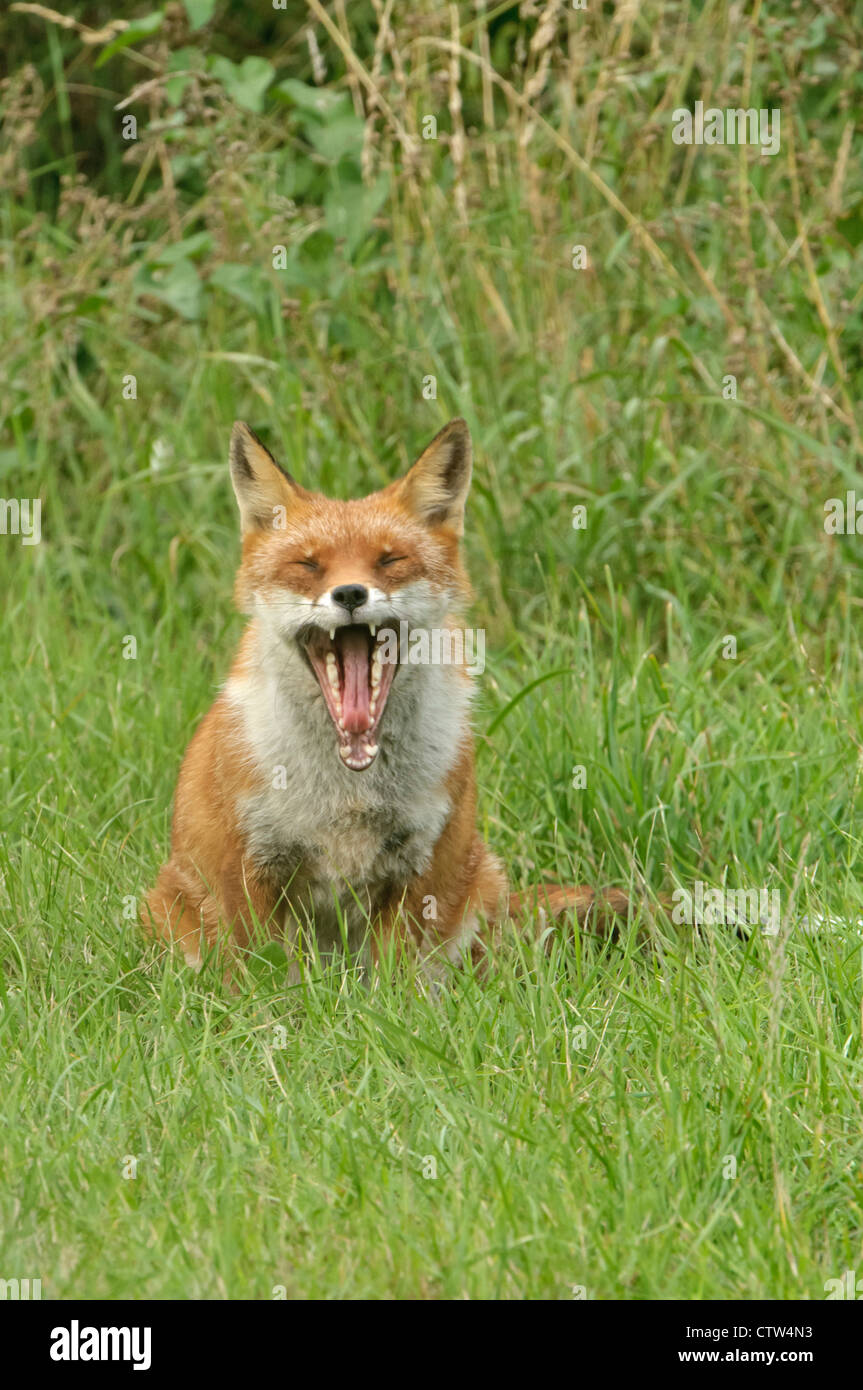 Red fox (Vulpes vulpes) yawning, by hedgerow near a landfill site in ...