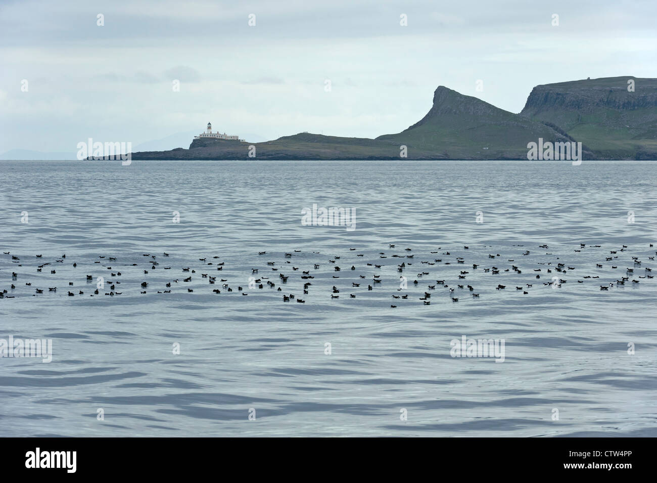 Raft of manx shearwaters (Puffinus puffinus) on sea surface near ...