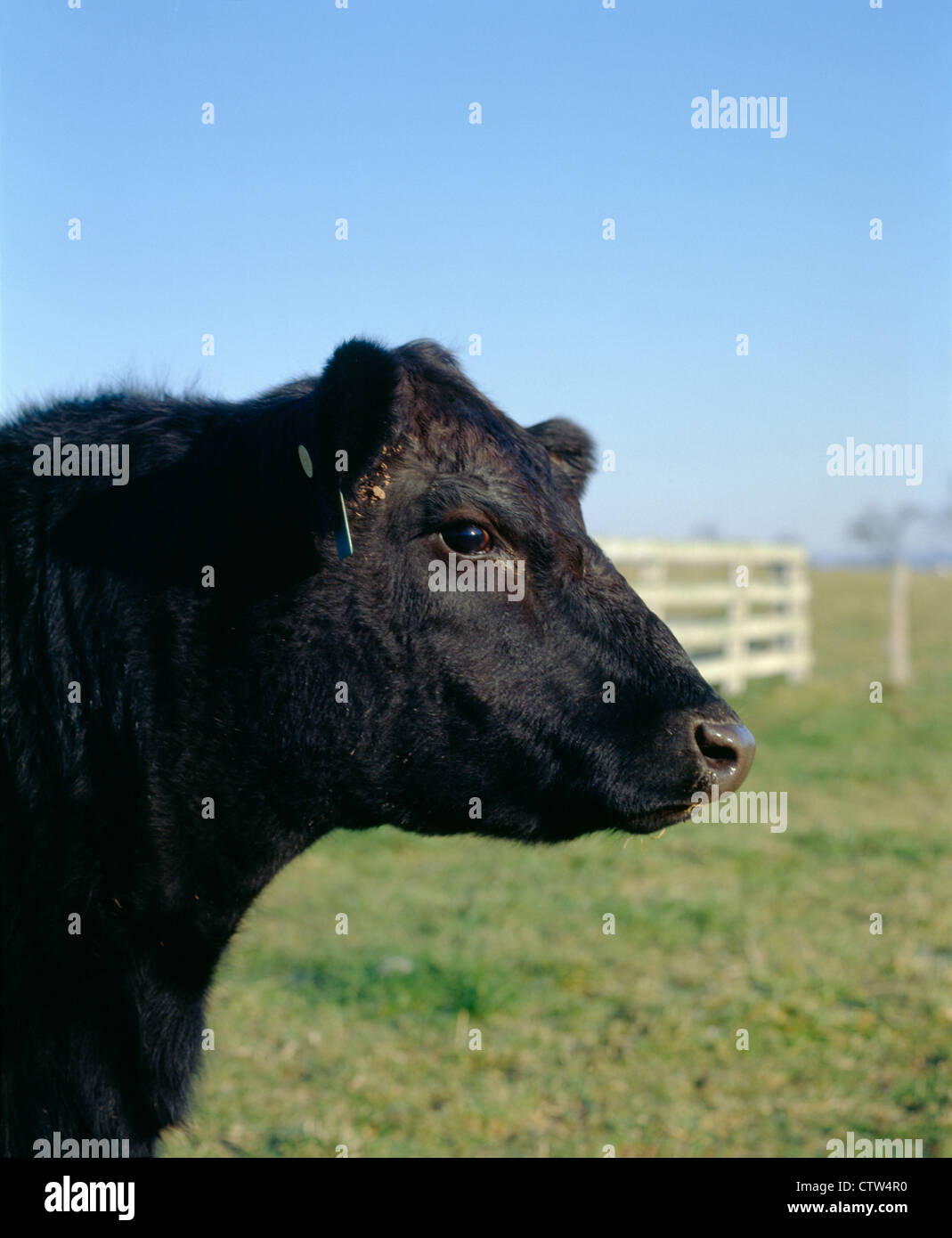 Angus head hi-res stock photography and images - Alamy
