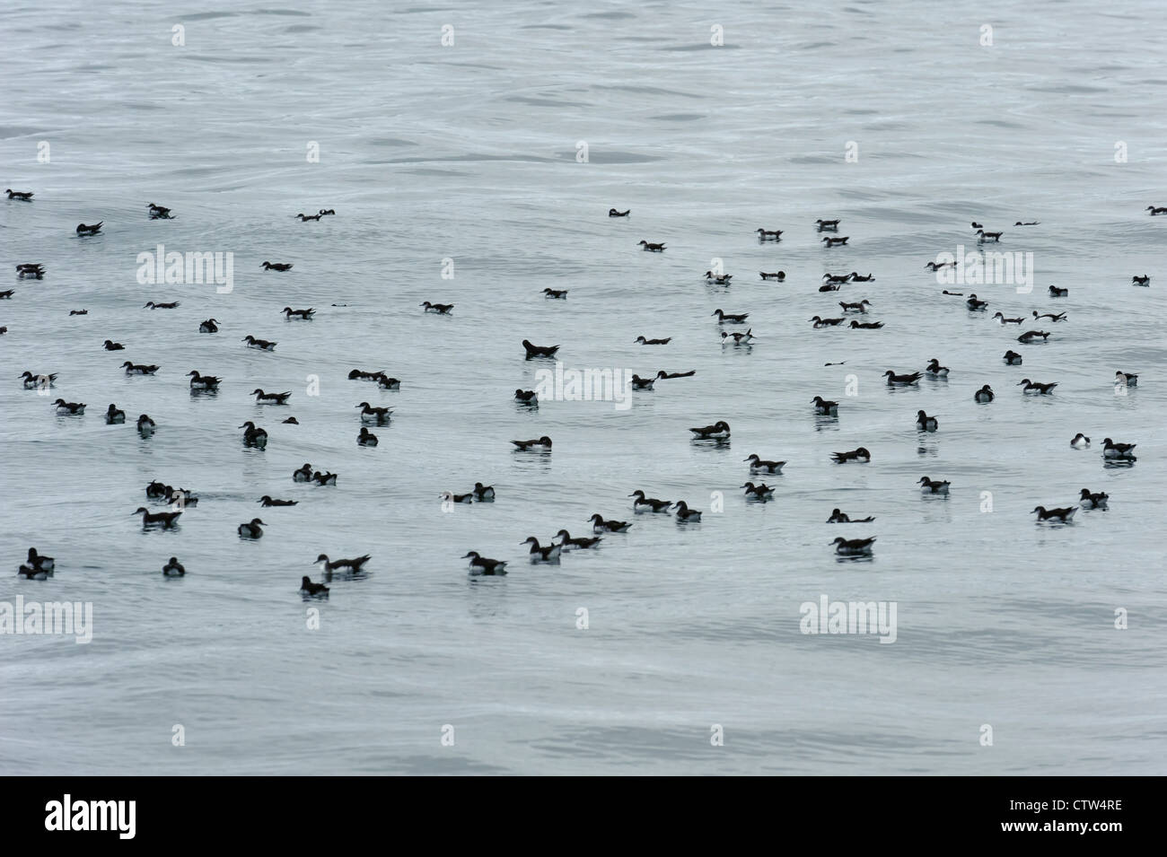 Raft of manx shearwaters (Puffinus puffinus) on sea surface near ...