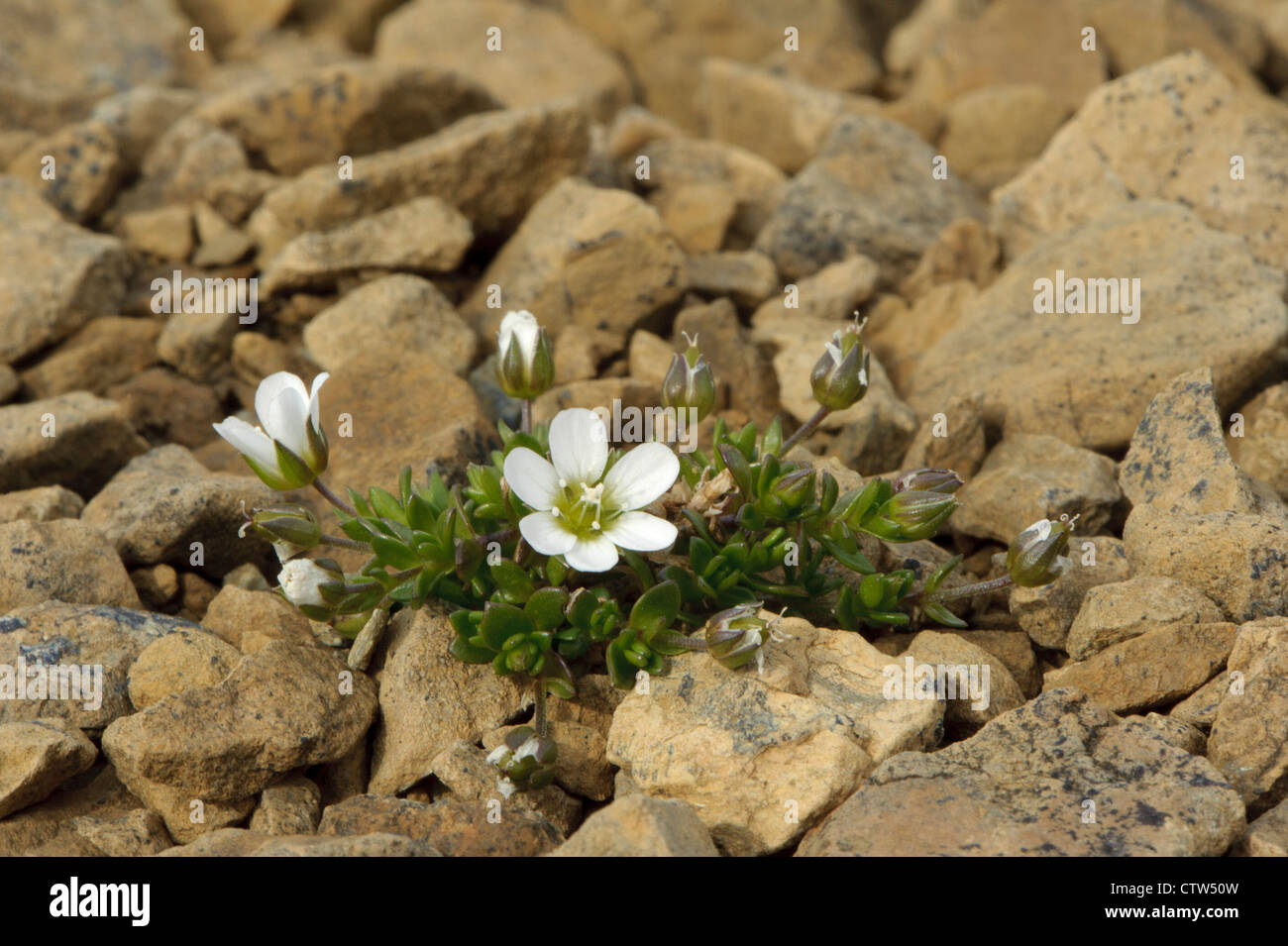 Norwegian sandwort (Arenaria norvegica) at the Keen of Hamar national ...