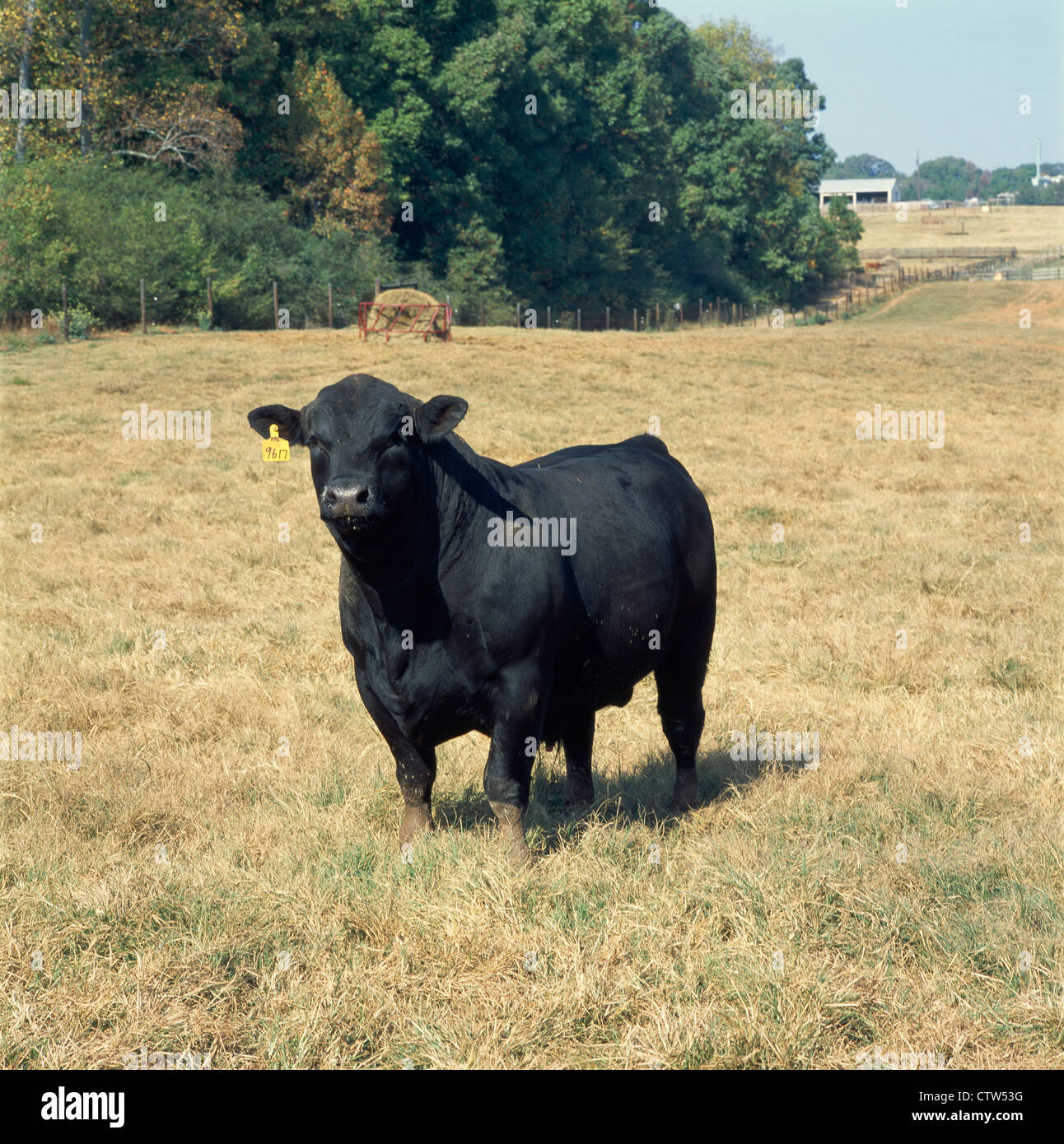ANGUS BEEF CATTLE STANDING IN PASTURE. OCTOBER UNIVERSITY OF GEORGIA ...