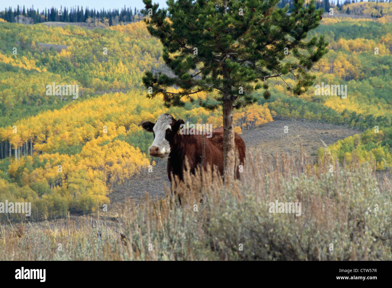LIMOUSIN COW IN FIELD WITH FALL ASPEN FOLIAGE / COLORADO Stock Photo ...