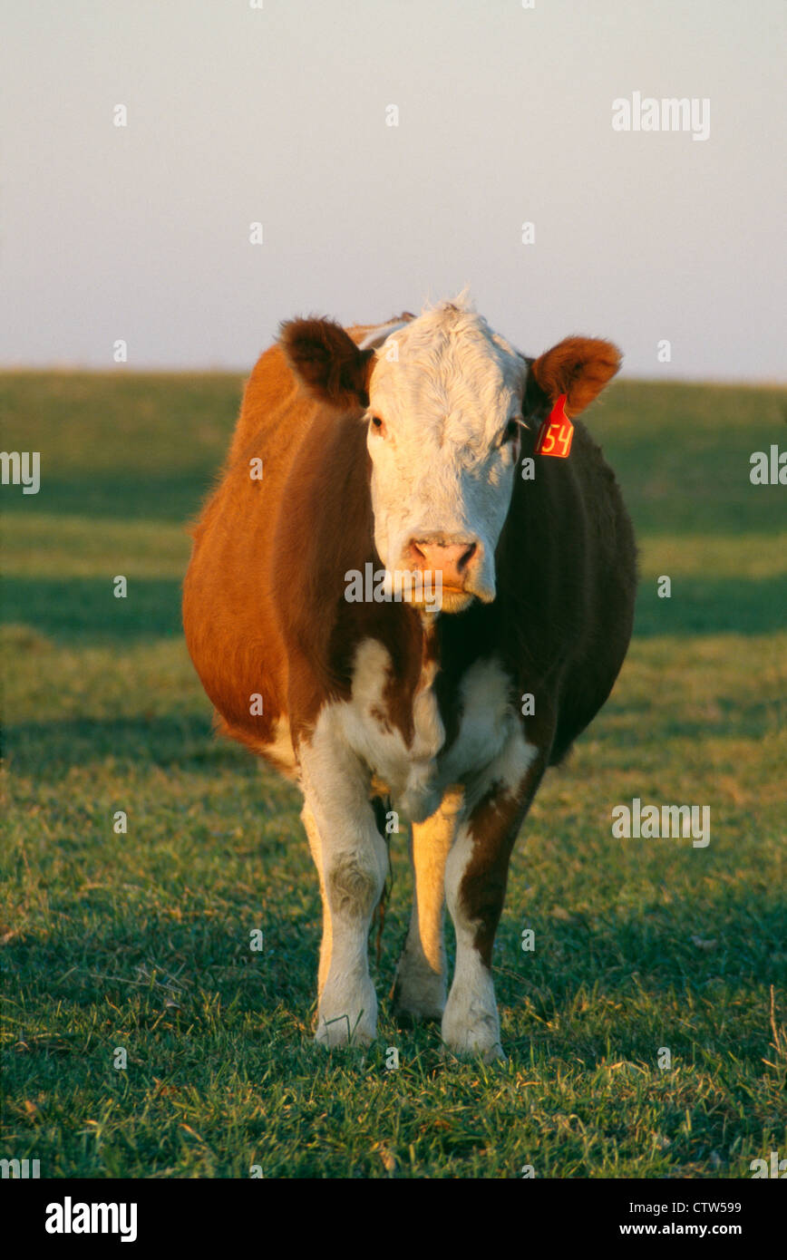 Irrigated pasture hi-res stock photography and images - Alamy