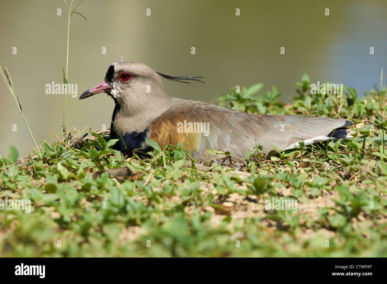 Lapwing close up hi-res stock photography and images - Alamy