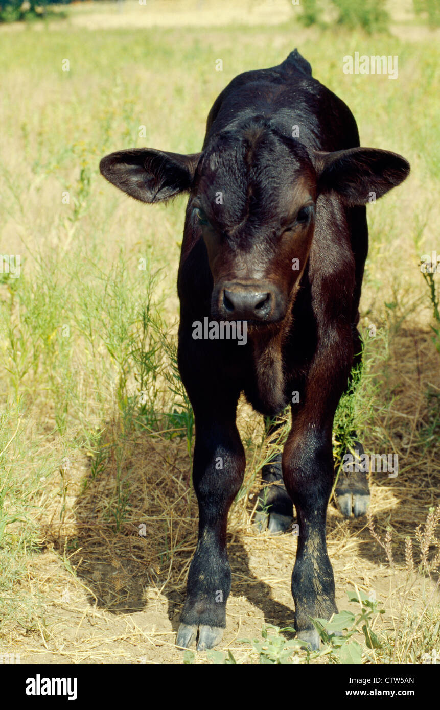 Angus crossbred hi-res stock photography and images - Alamy