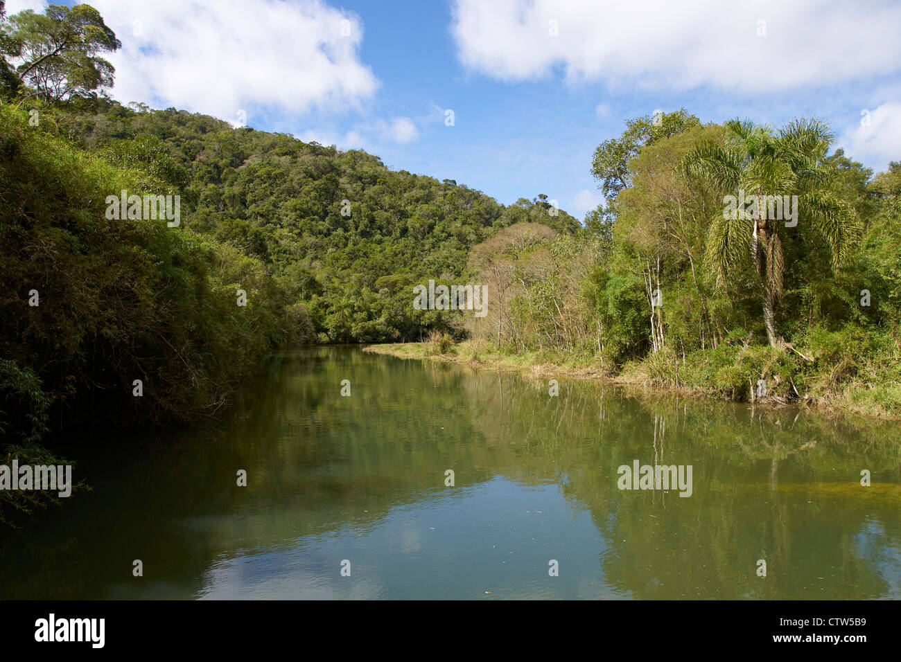 River in the Atlantic Rainforest Stock Photo - Alamy
