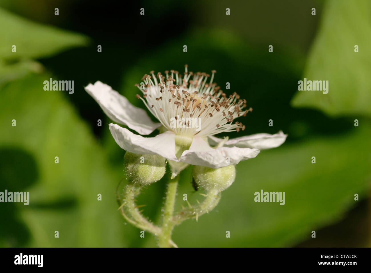 Rubus fruticosus bramble flower hi-res stock photography and images - Alamy