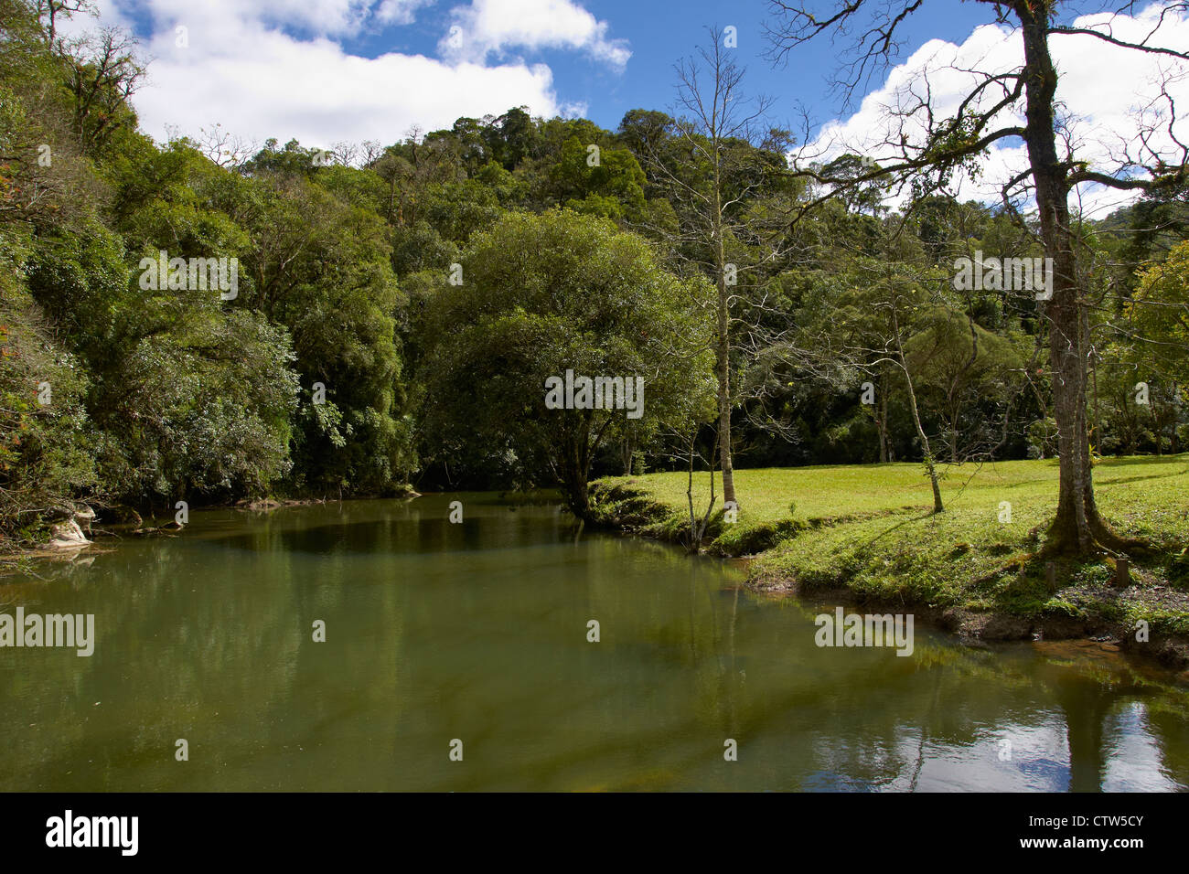 Atlantic rainforest hi-res stock photography and images - Alamy