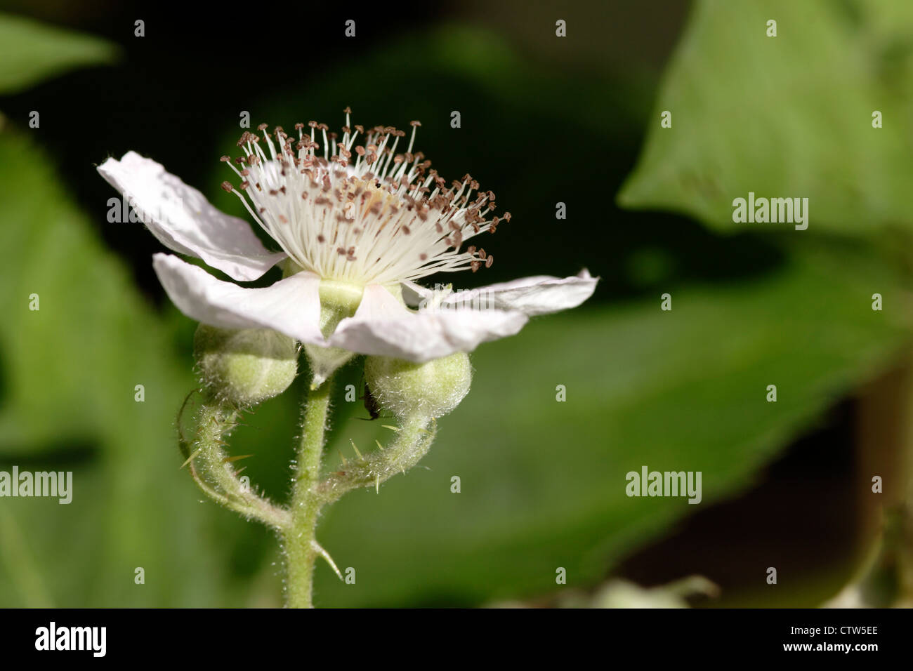 Bramble flower (Rubus fruticosus agg) close up, England, UK Stock Photo ...
