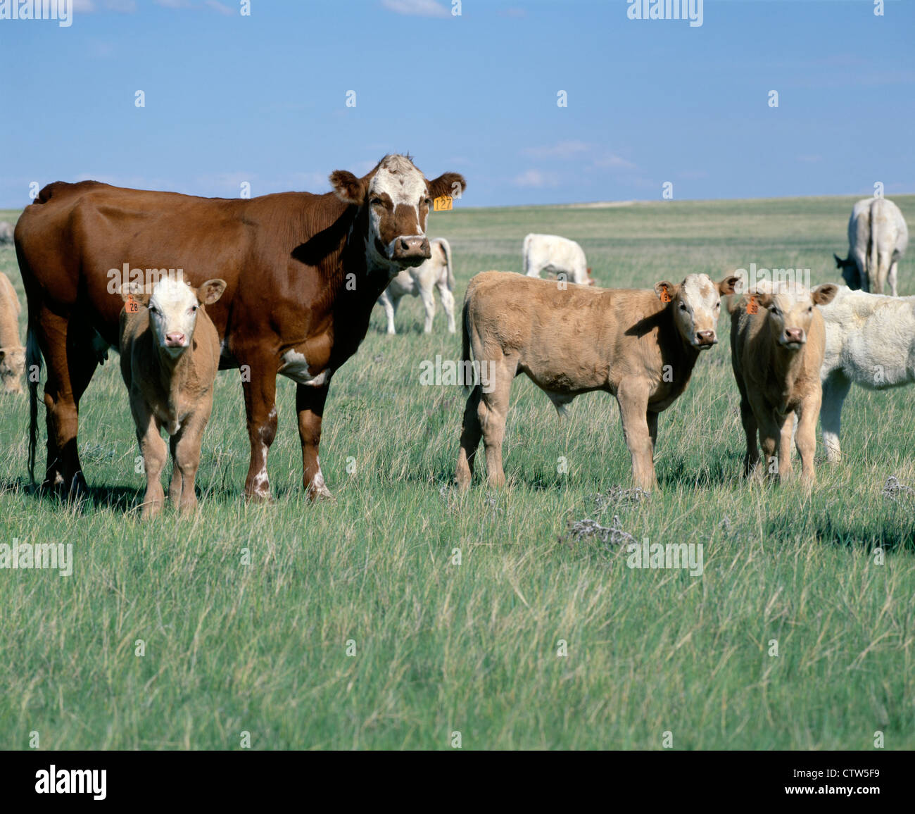 CALVES WITH COW NORTH OF STERLING RESERVOIR, COLORADO Stock Photo - Alamy
