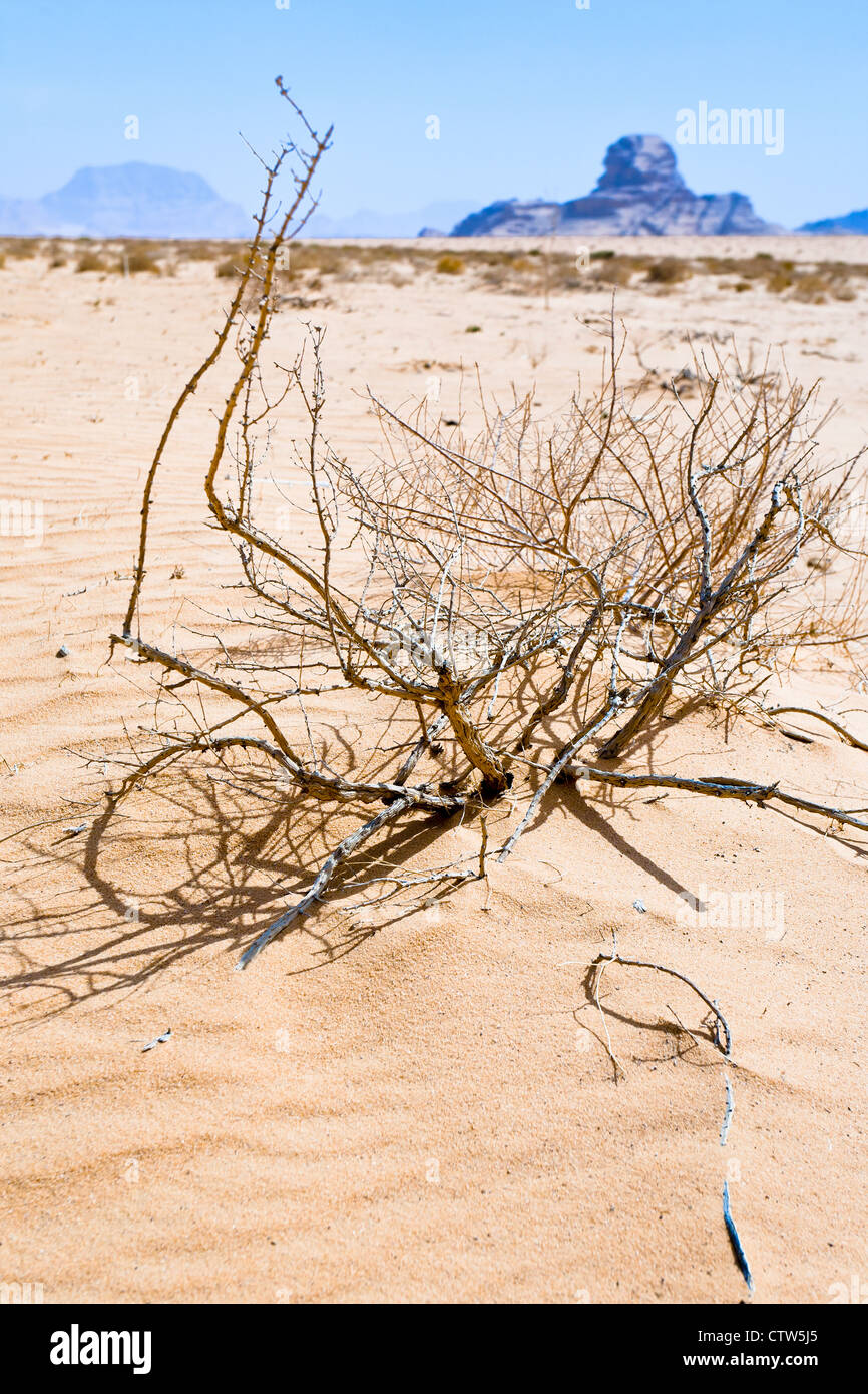 saxaul and view Sphinx rock in Wadi Rum desert, Jordan Stock Photo - Alamy