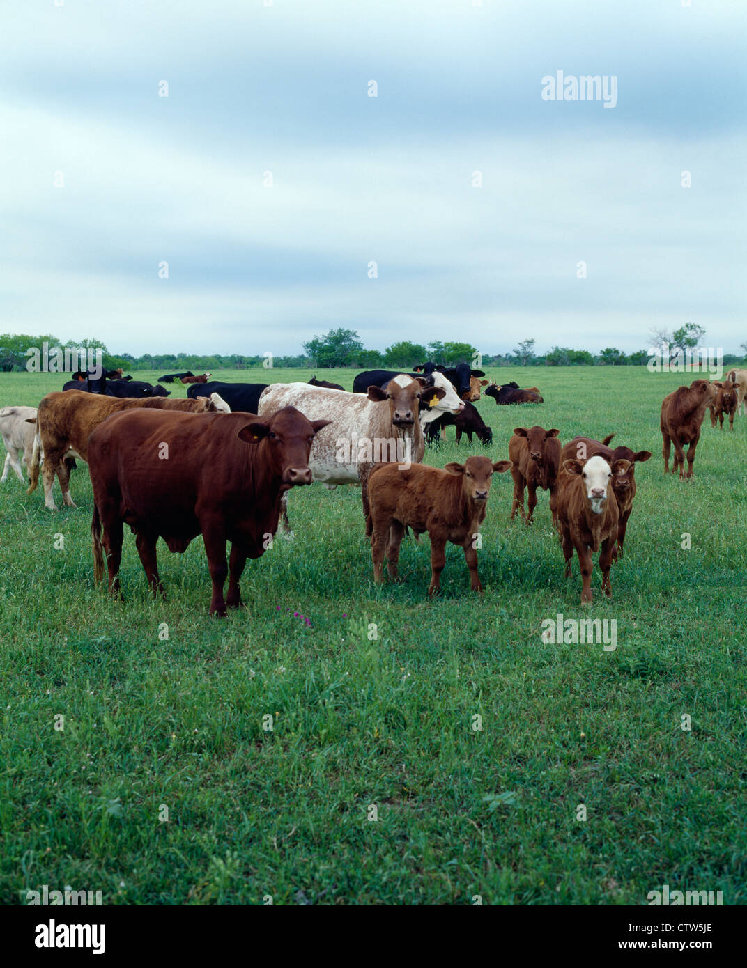 COW-CALF HERD OF CROSSBRED SOUTHERN TYPE CATTLE Stock Photo - Alamy