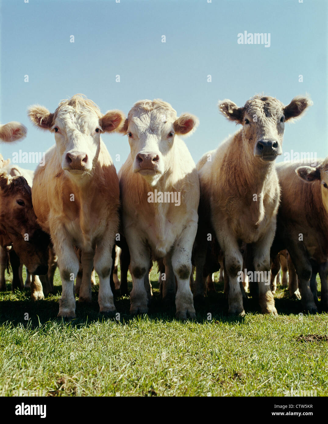 Steers head hi-res stock photography and images - Alamy