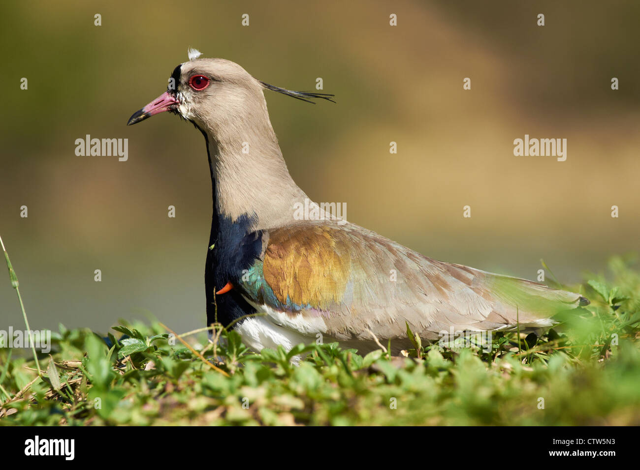 Southern Lapwing from up close Stock Photo - Alamy