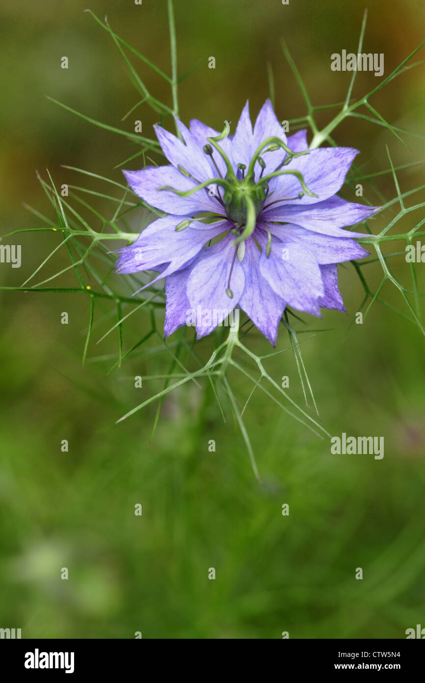 Persian flower hi-res stock photography and images - Alamy