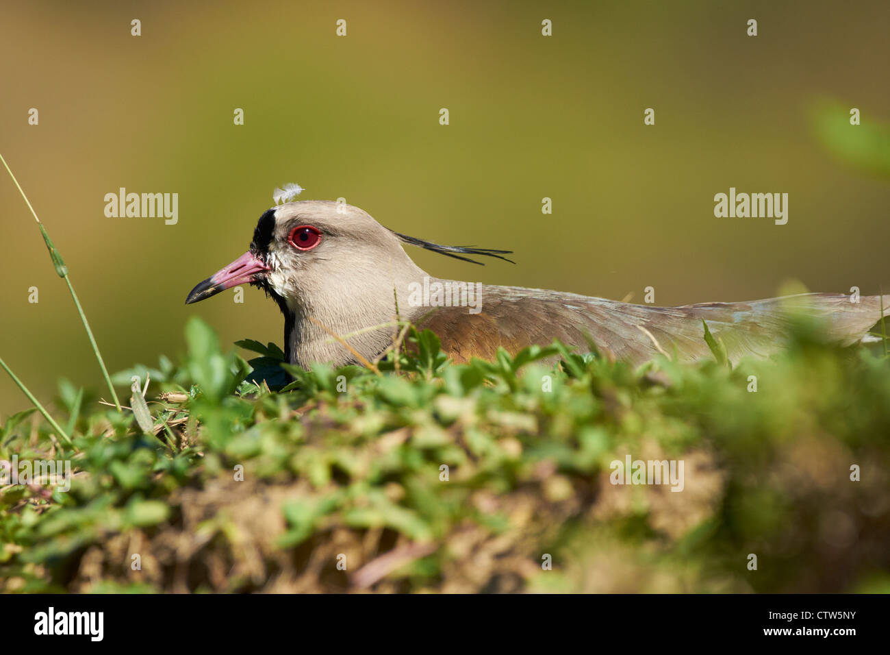 Lapwing close up hi-res stock photography and images - Alamy