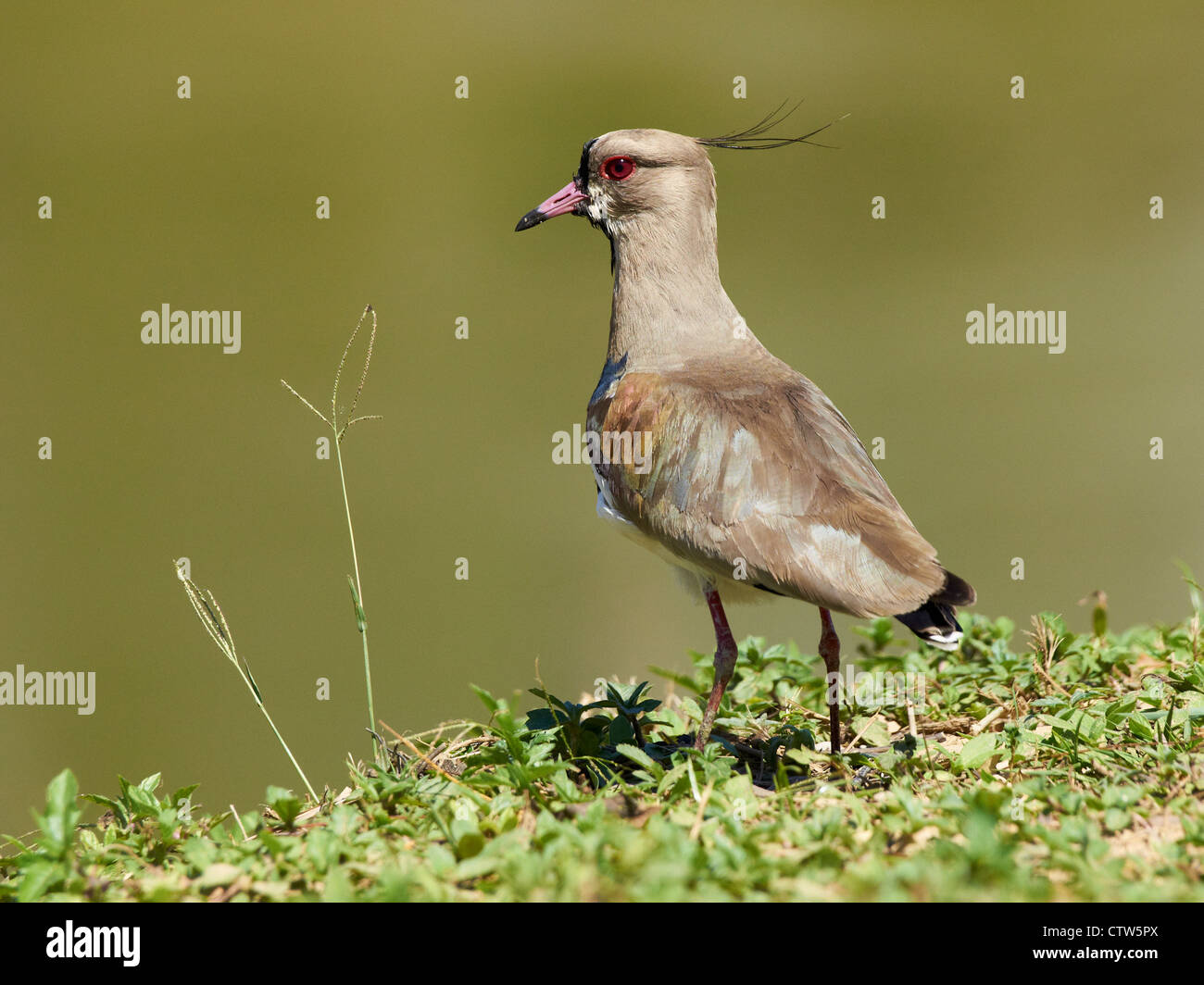 Southern Lapwing from up close Stock Photo - Alamy