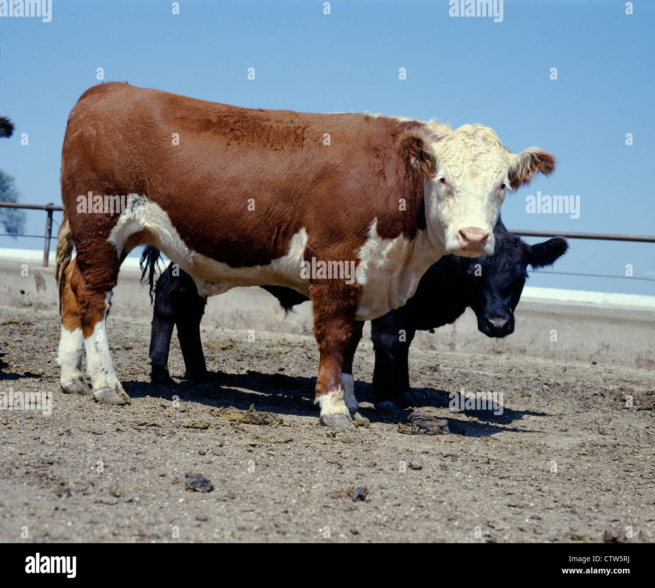 1000 lb animal hi-res stock photography and images - Alamy
