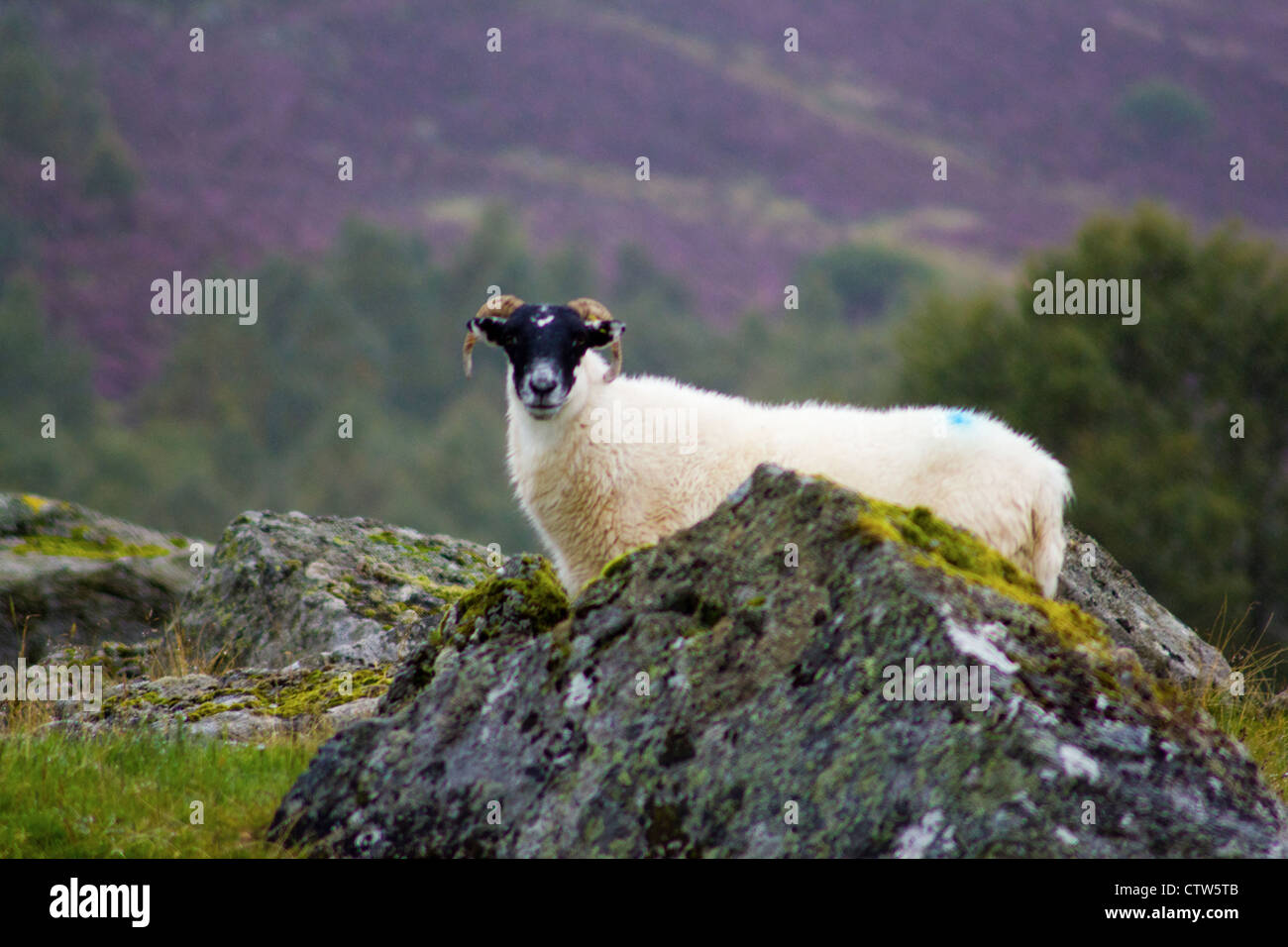 Scottish sheep heather hi-res stock photography and images - Alamy