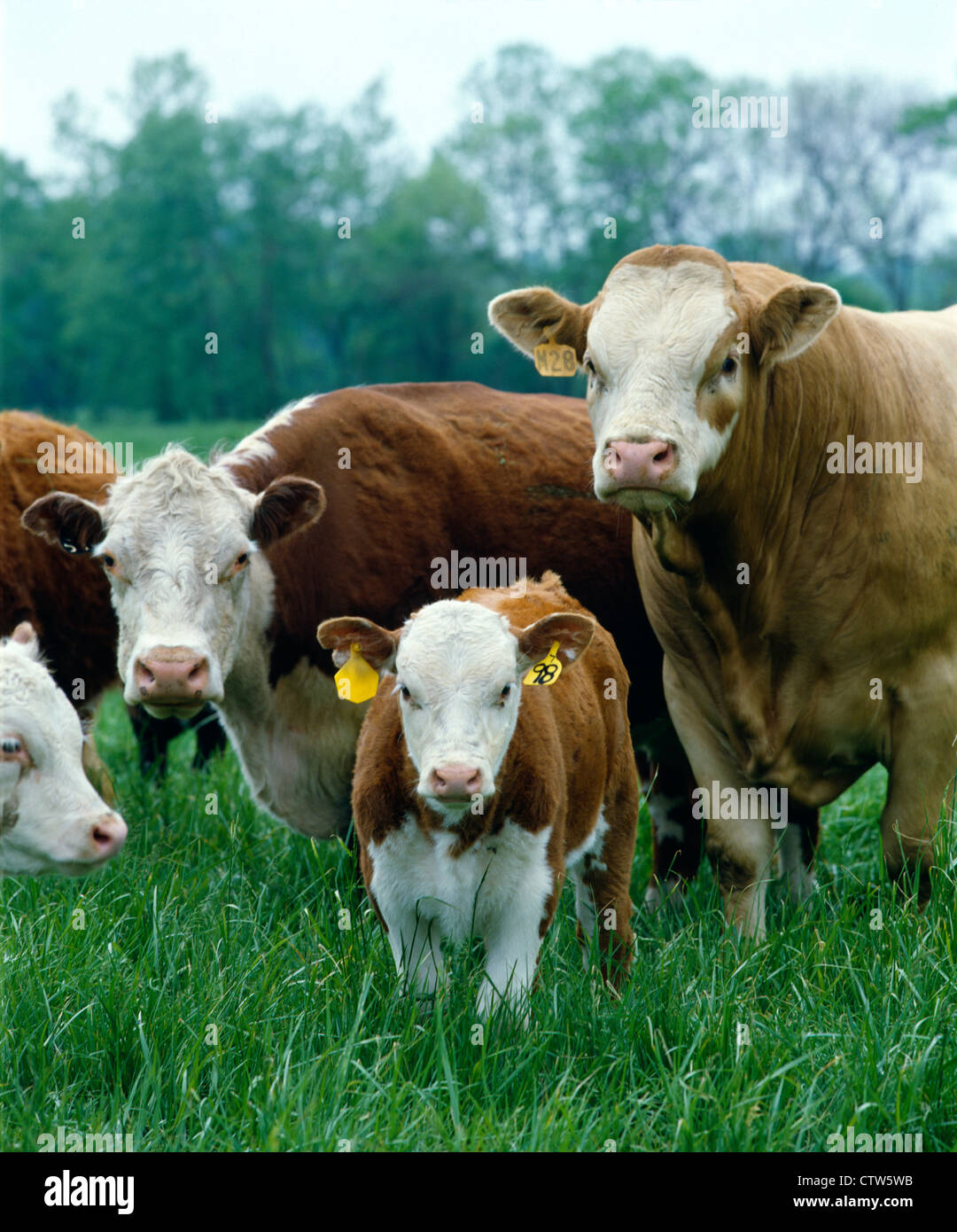 COW, BULL AND CALF / MISSOURI Stock Photo - Alamy