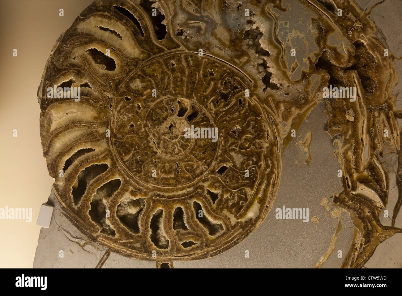 Arietites stellaris ammonite fossil, Early Jurasic period Stock Photo ...