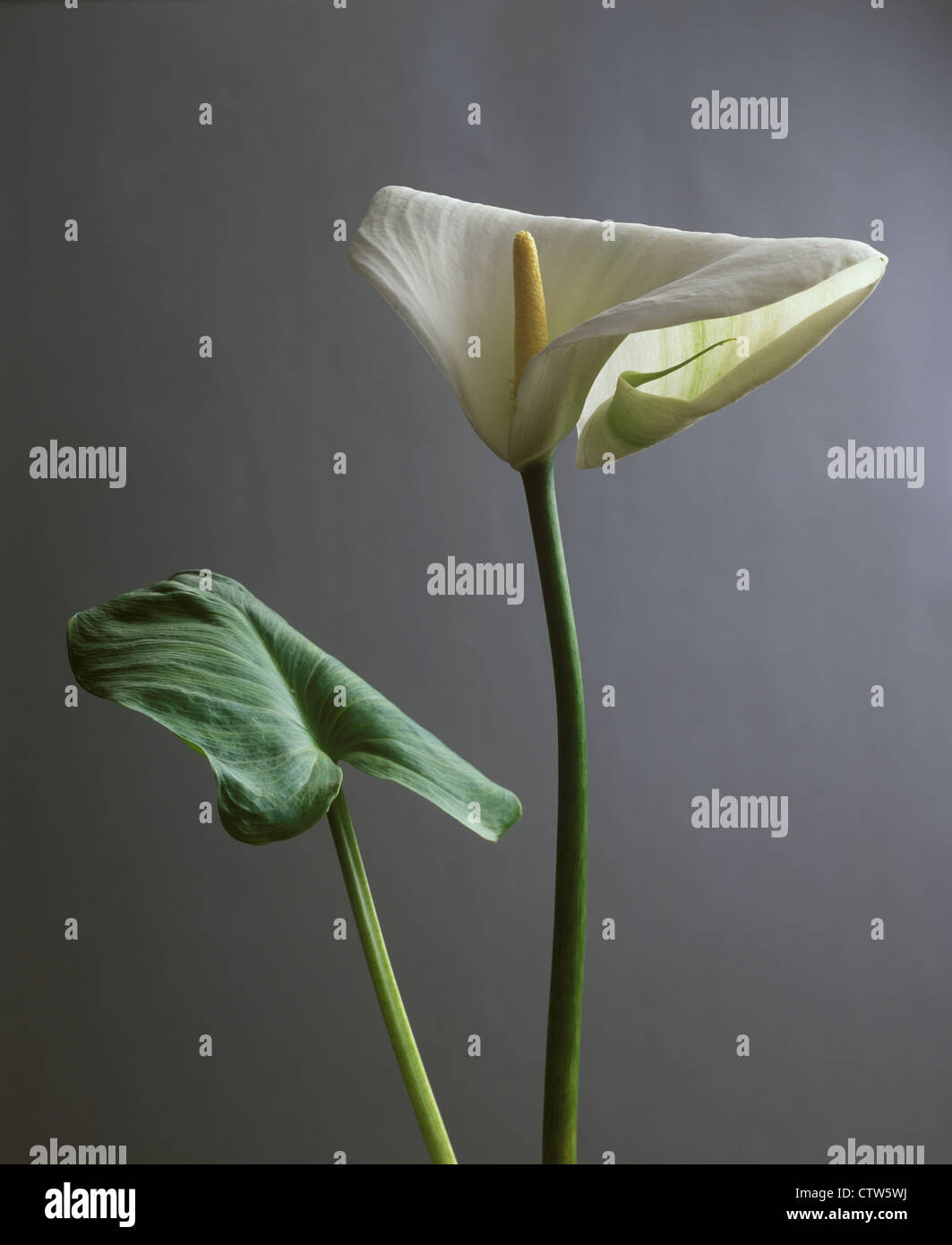 Arum lilies on neutral grey background Stock Photo - Alamy