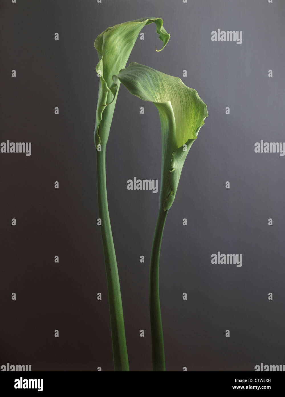Arum lilies on neutral grey background Stock Photo - Alamy