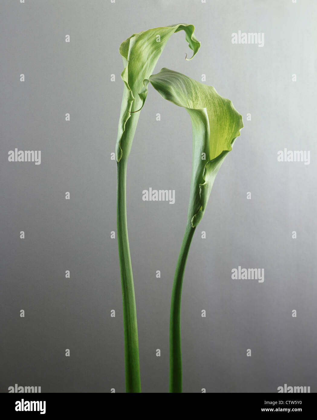 Arum lilies on neutral grey background Stock Photo - Alamy