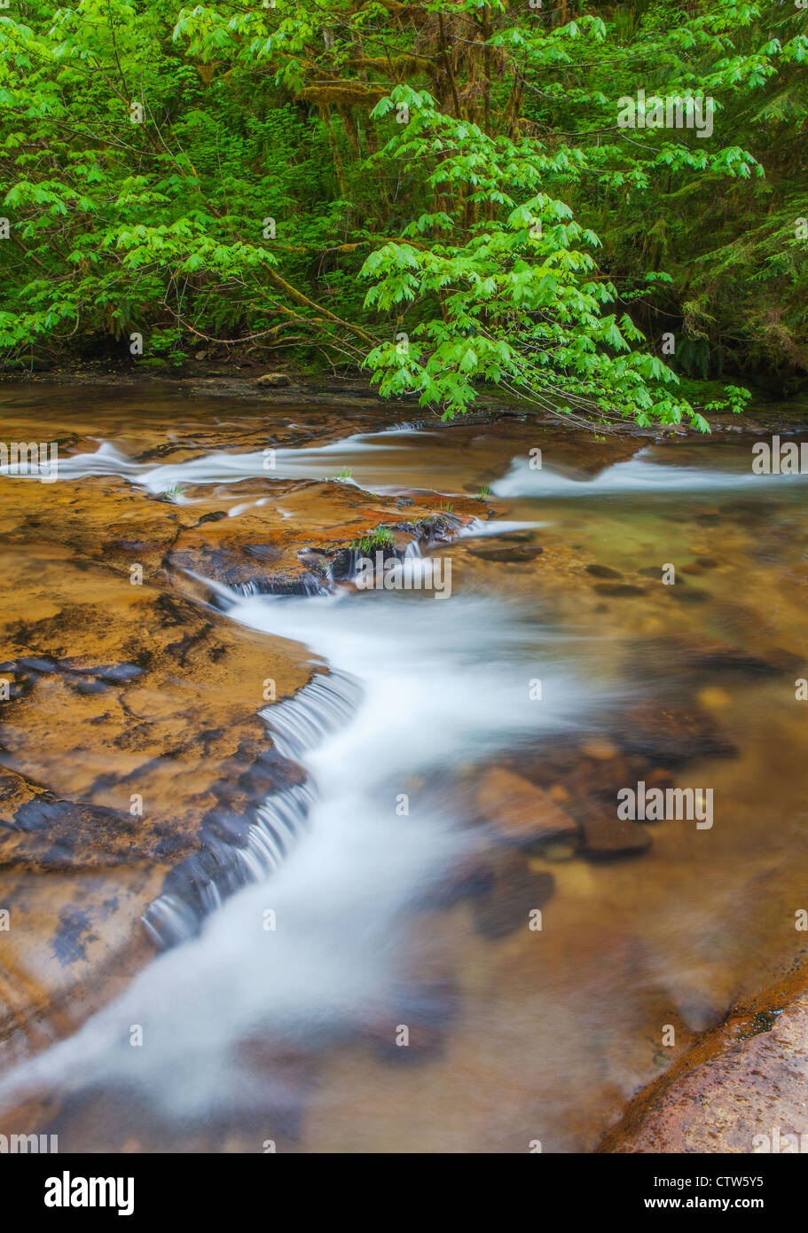 Sweet creek falls trail hi-res stock photography and images - Alamy