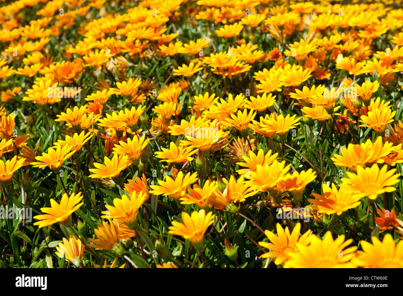 Gazania rigens .The bright yellow flowers Stock Photo - Alamy