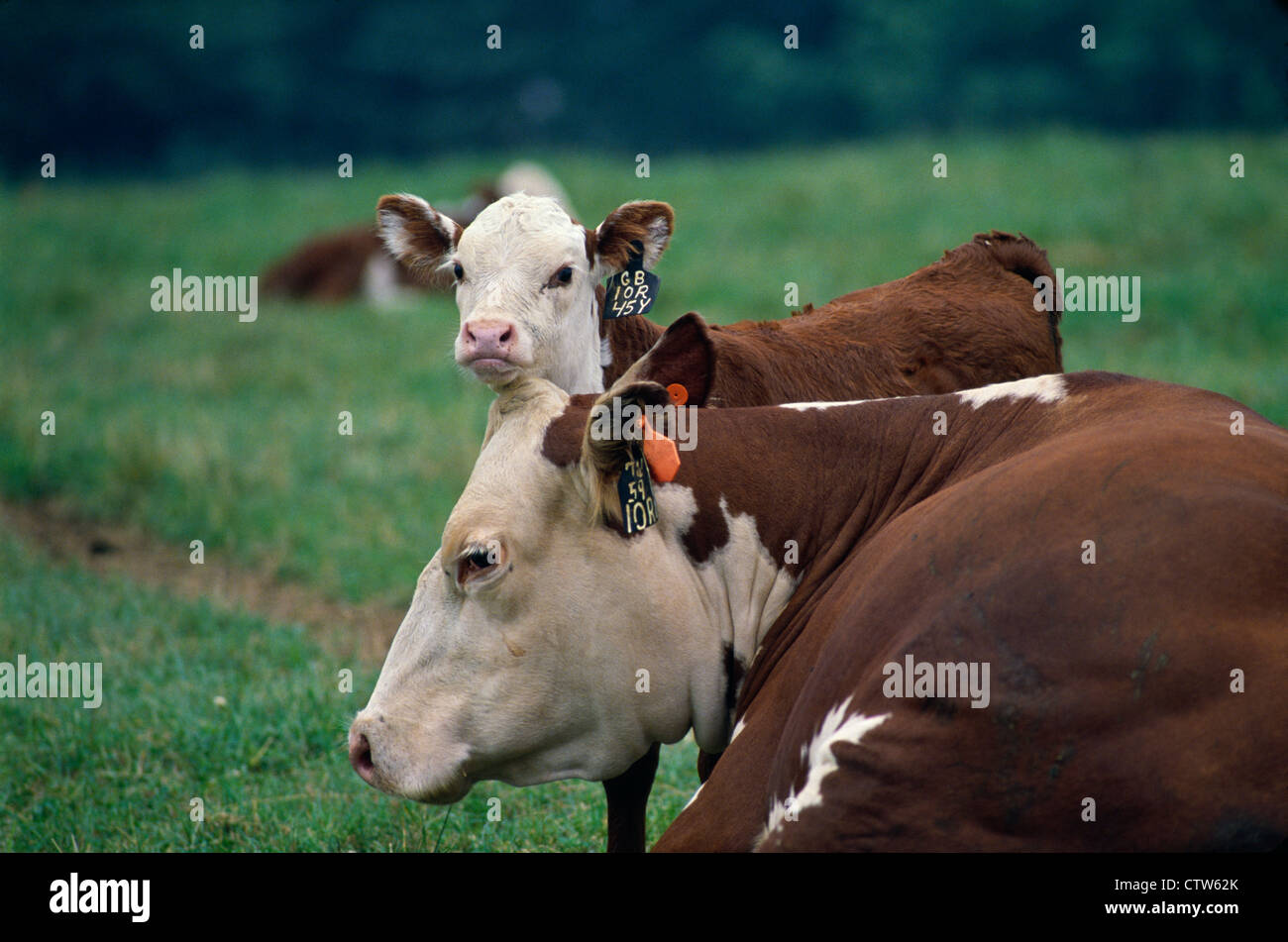 POLLED HEREFORD COW AND CALF / PENNSYLVANIA Stock Photo - Alamy
