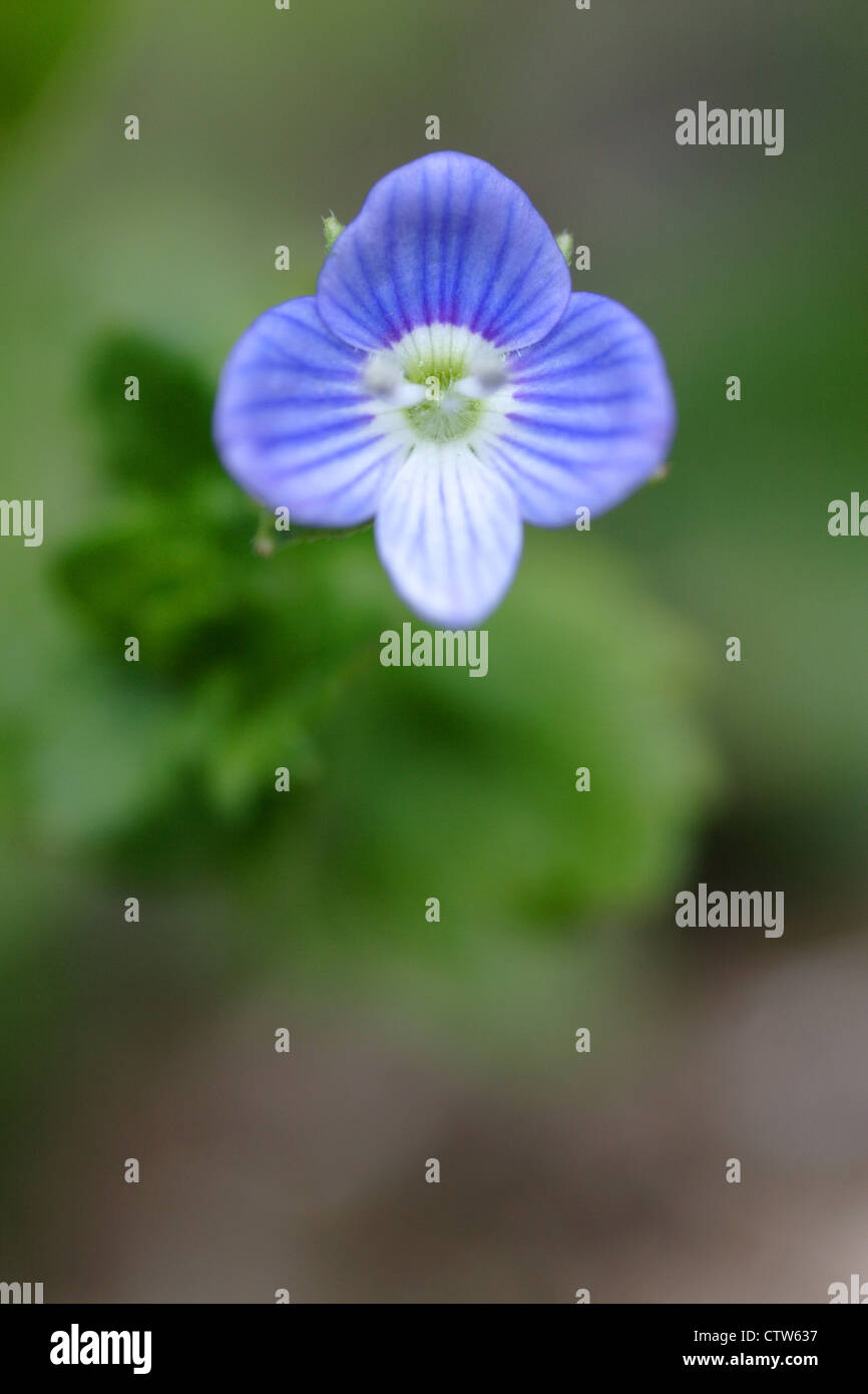 Common Field Speedwell (Veronica persica) flower close up, England, UK ...