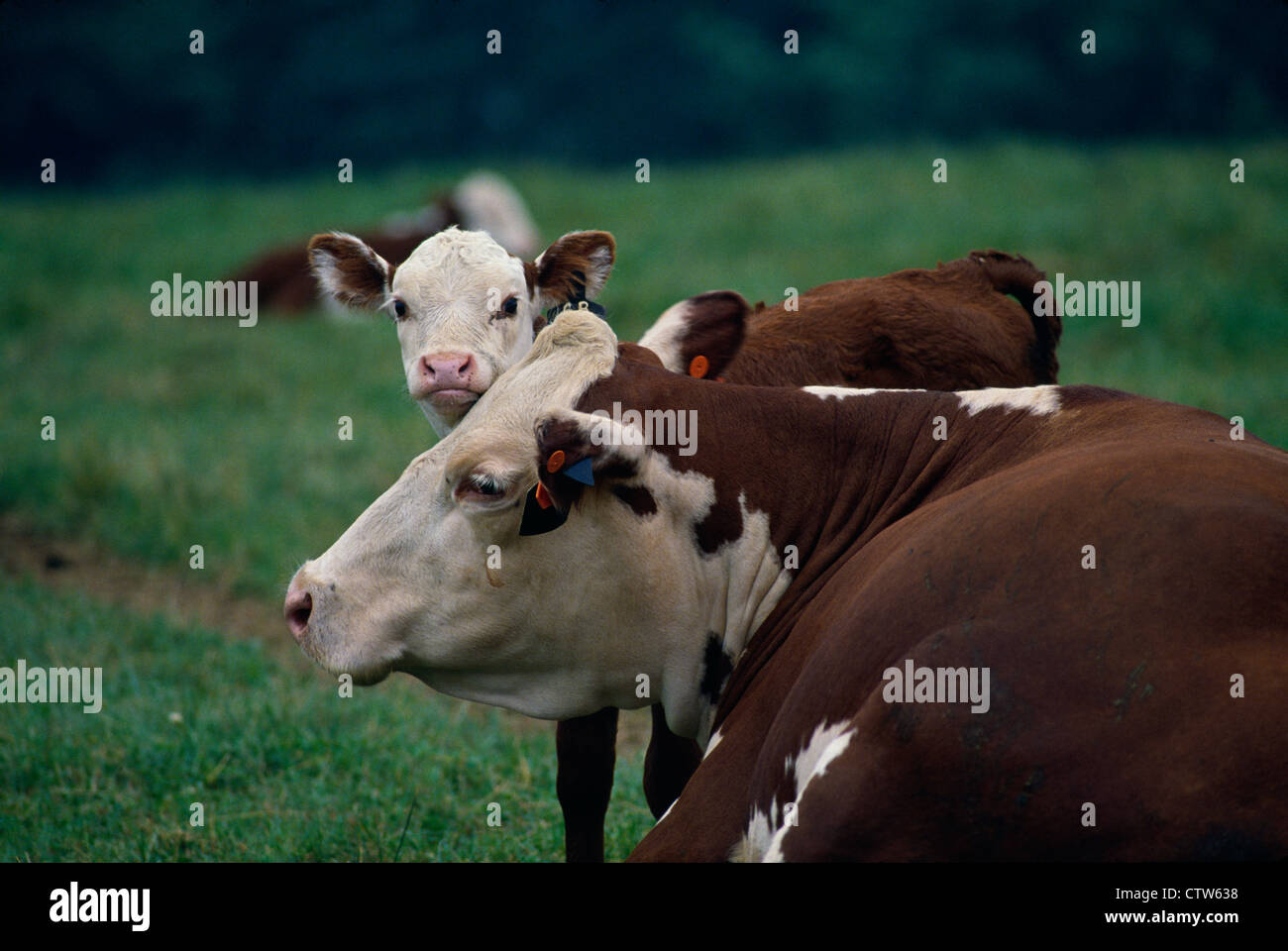 POLLED HEREFORD COW AND CALF / PENNSYLVANIA Stock Photo - Alamy