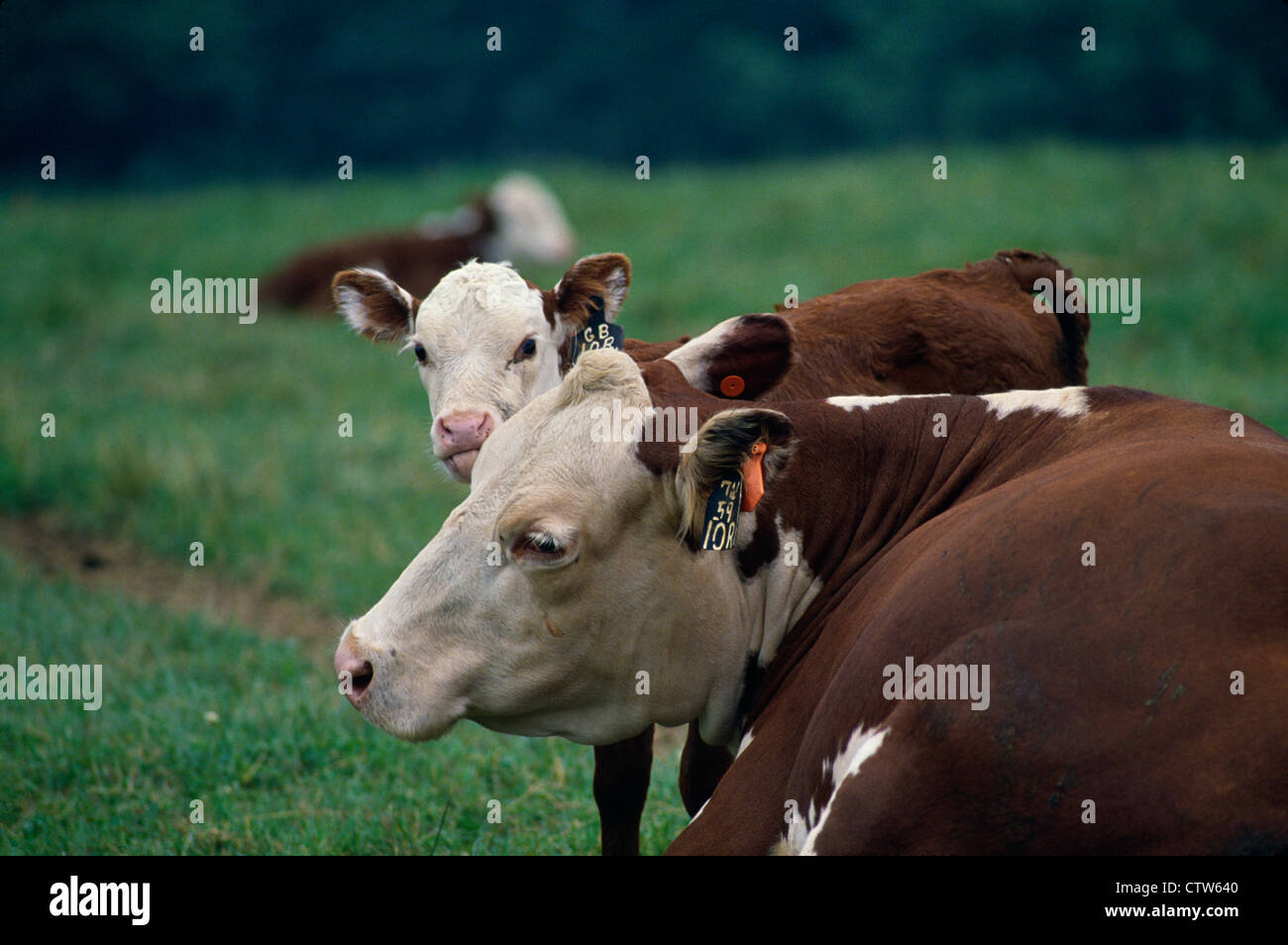 Polled hereford cattle hi-res stock photography and images - Alamy