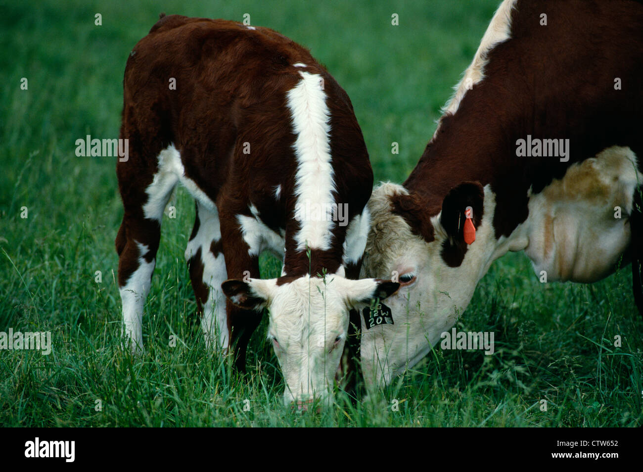 POLLED HEREFORD COW-CALF Stock Photo - Alamy