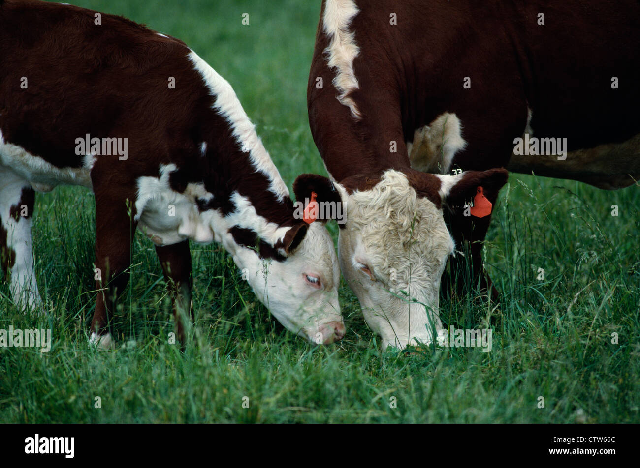 POLLED HEREFORD COW-CALF Stock Photo - Alamy
