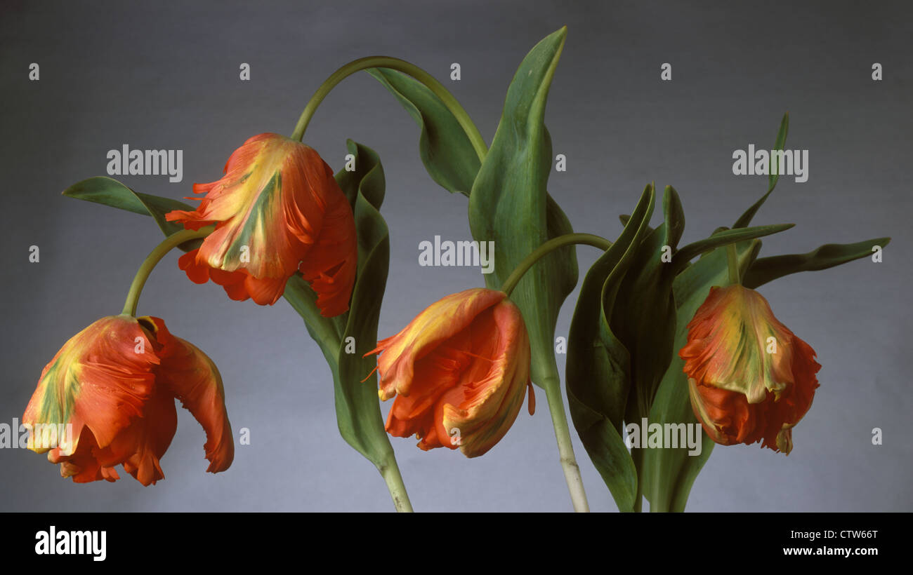 Orange parrot tulips on neutral grey background Stock Photo - Alamy