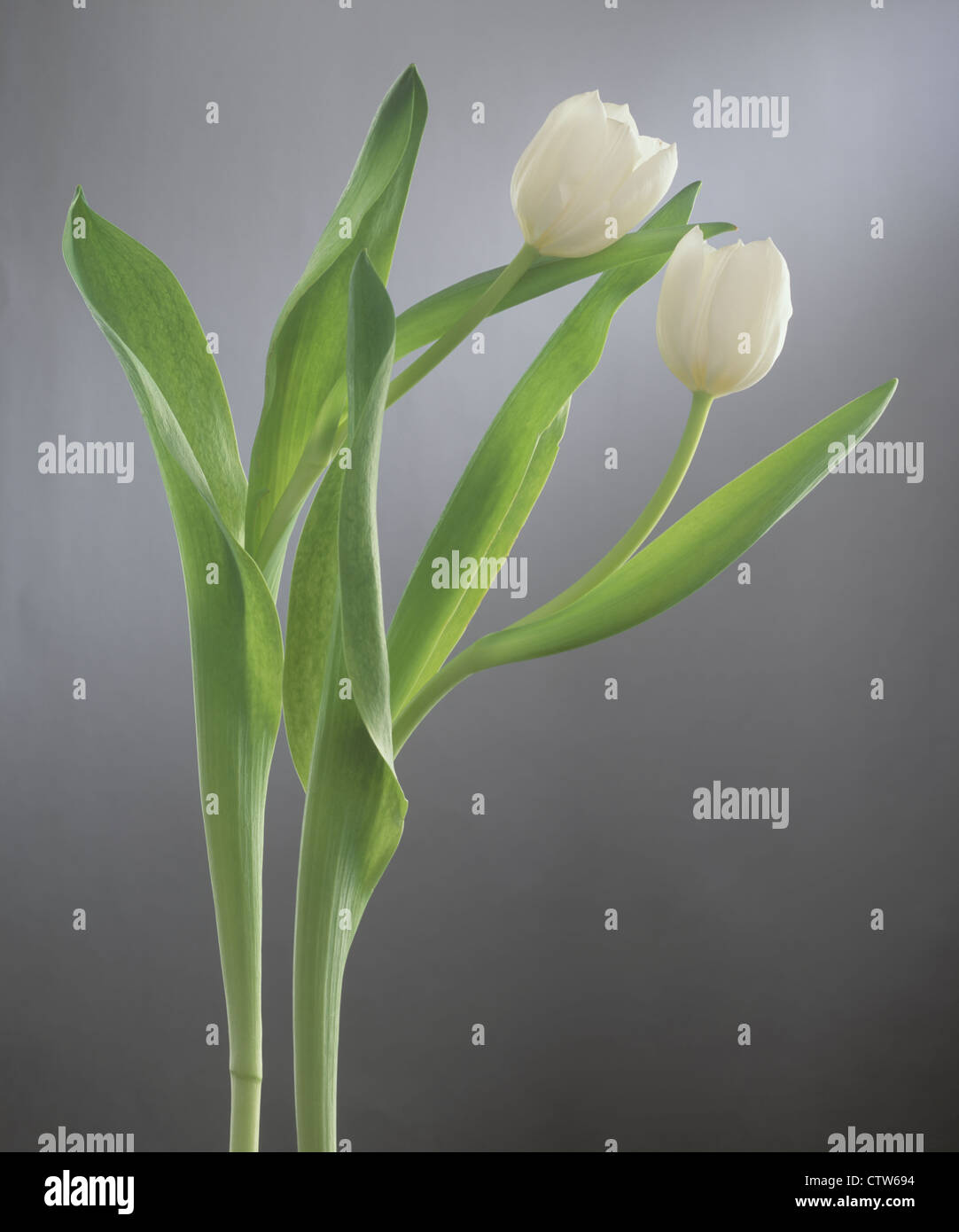White tulips on neutral grey background Stock Photo - Alamy