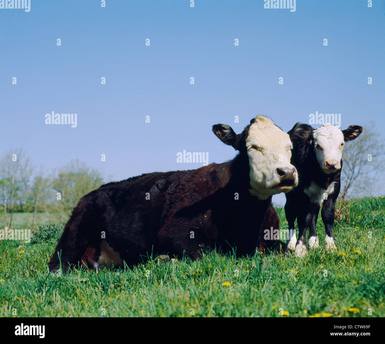 Black baldy cow hi-res stock photography and images - Alamy