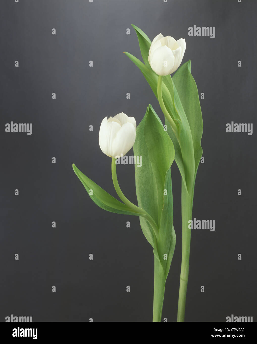 White tulips on neutral grey background Stock Photo - Alamy